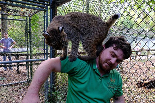 私の能力は、肩をこうやって上げると、ランダムで幻獣を呼び出せるんだ。まあ、必ずしりはこっちに向くようなんだかね。 - 動物群へのボケ ...