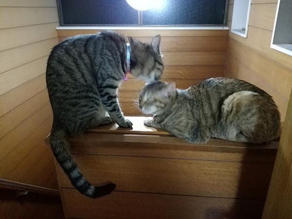 頭突きをかます0.1秒前 - ネコへのボケ[50176683] - ボケて（bokete）