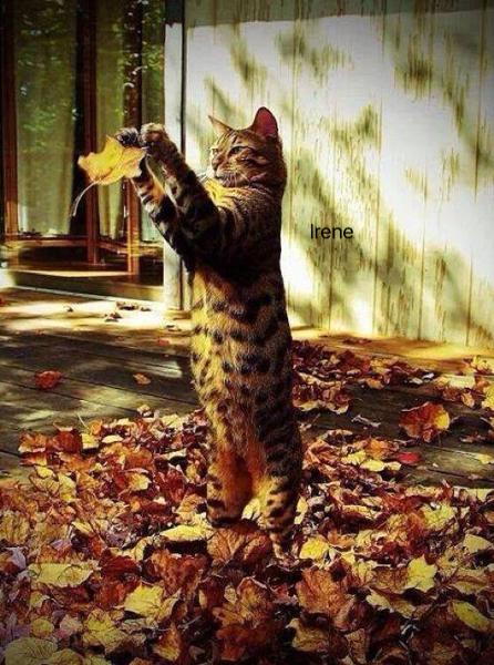 僕は秋が好き。なぜって、ご主人の坊っちゃんとかくれんぼすると坊っちゃん全然僕の事見つけられない。超ウケるんだコレが - とれにゃいへのボケ ...